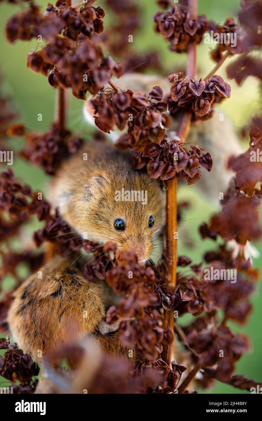 Eurasian Harvest Mice (Micromys minutus) climbing plants, UK Stock ...