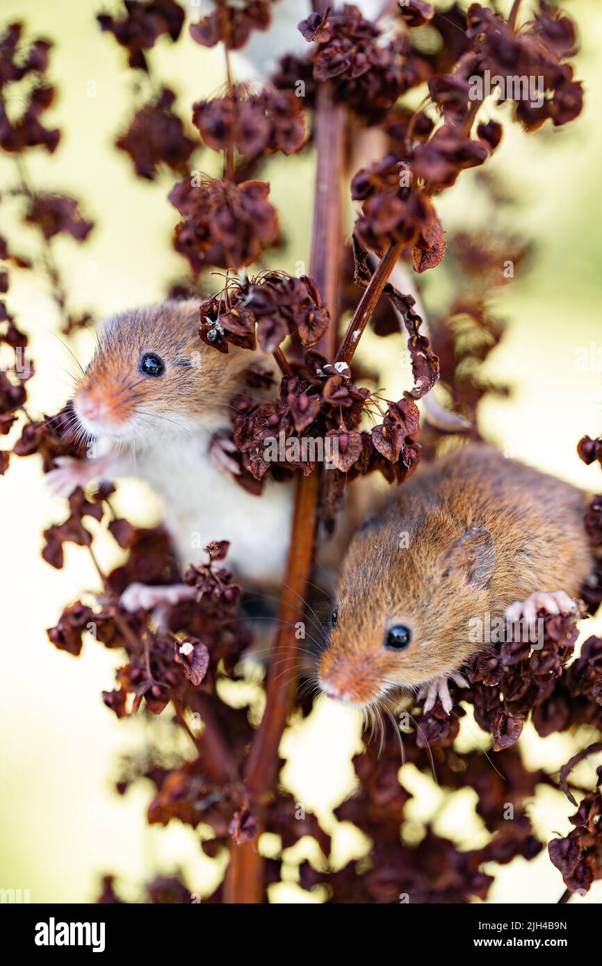 Eurasian Harvest Mice (Micromys minutus) climbing plants, UK Stock ...
