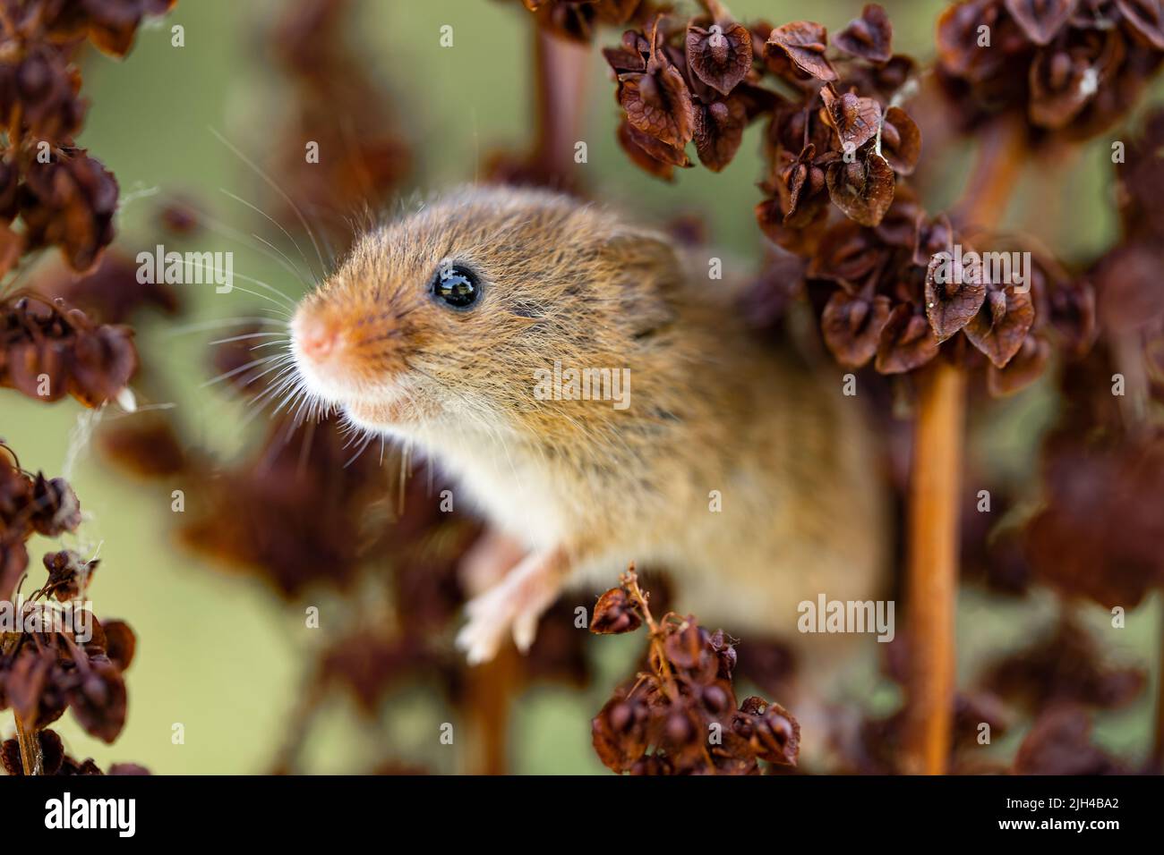 Eurasian Harvest Mouse (Micromys minutus) climbing plants, UK Stock ...