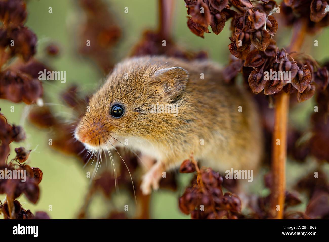 Eurasian Harvest Mouse (Micromys minutus) climbing plants, UK Stock ...