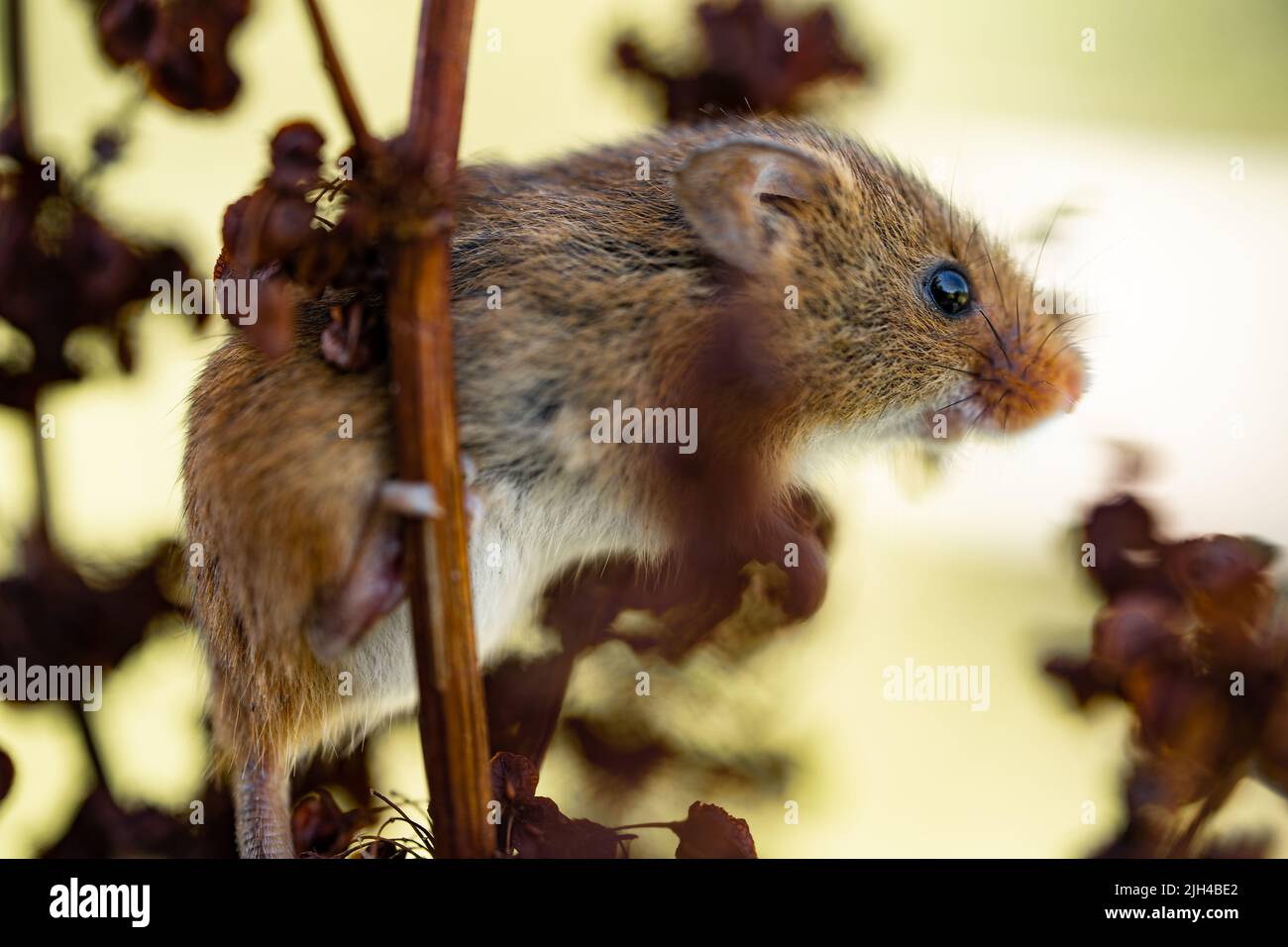 Eurasian Harvest Mouse (Micromys minutus) climbing plants, UK Stock ...