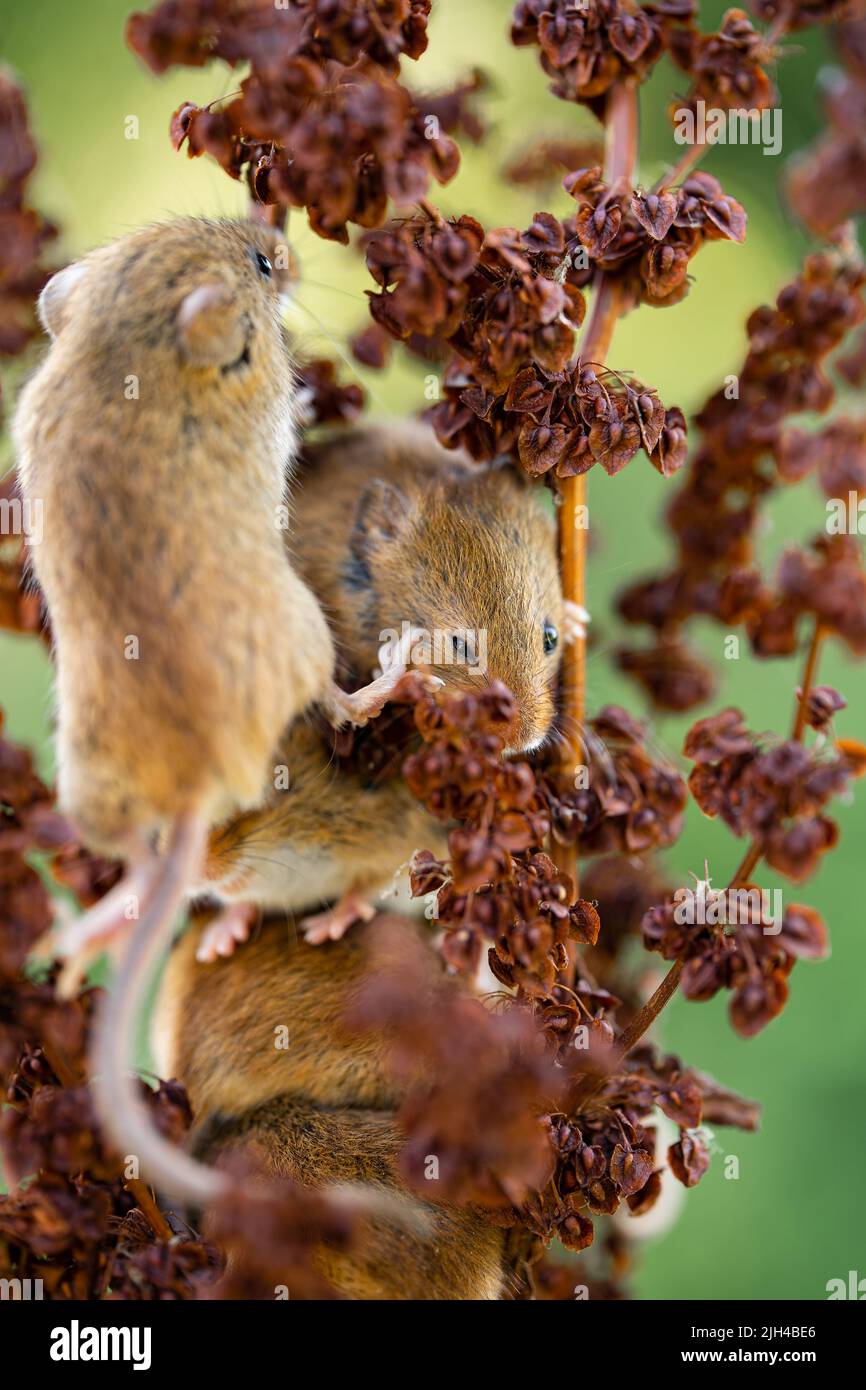Eurasian Harvest Mice (Micromys minutus) climbing plants, UK Stock ...