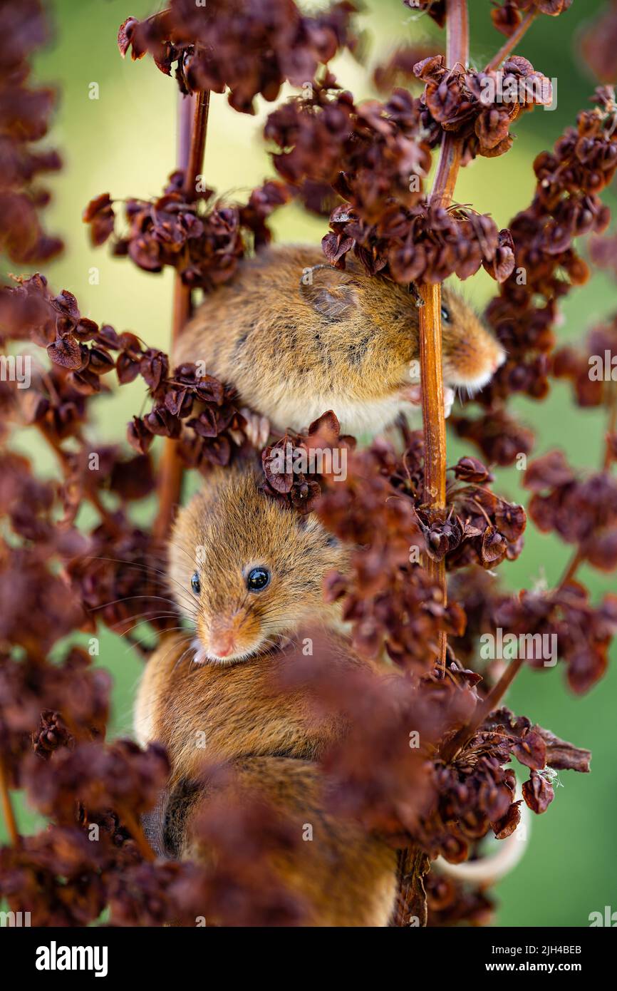 Eurasian Harvest Mice (Micromys minutus) climbing plants, UK Stock ...