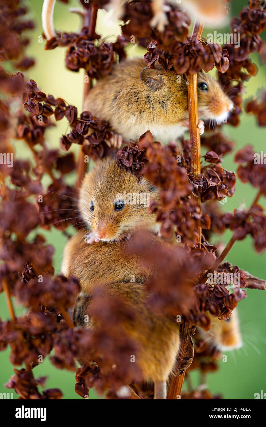 Eurasian Harvest Mice (Micromys minutus) climbing plants, UK Stock ...