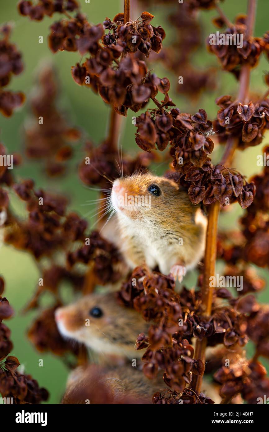 Eurasian Harvest Mice (Micromys minutus) climbing plants, UK Stock ...