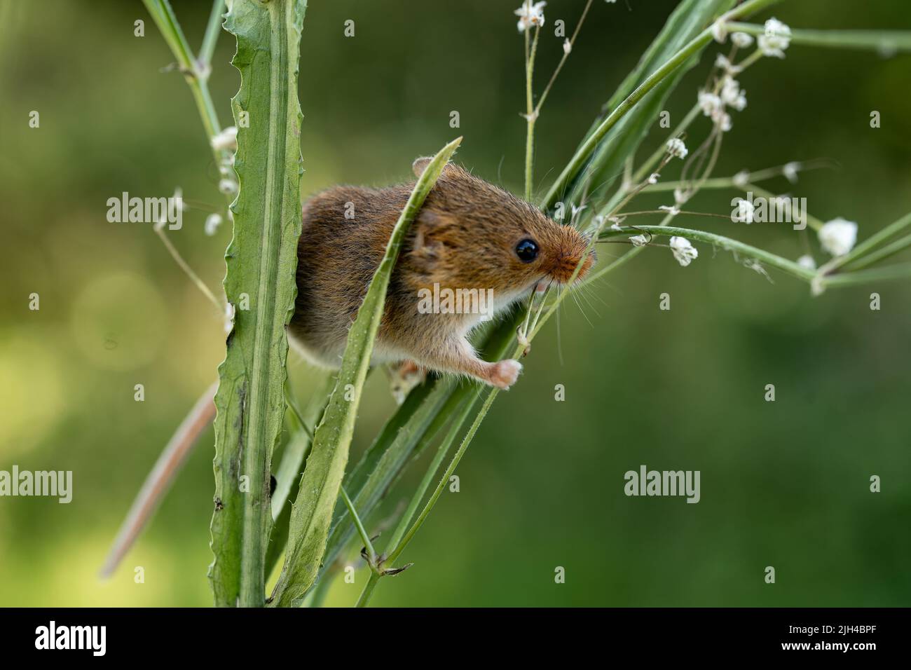 Eurasian Harvest Mouse (Micromys minutus) climbing plants, UK Stock ...