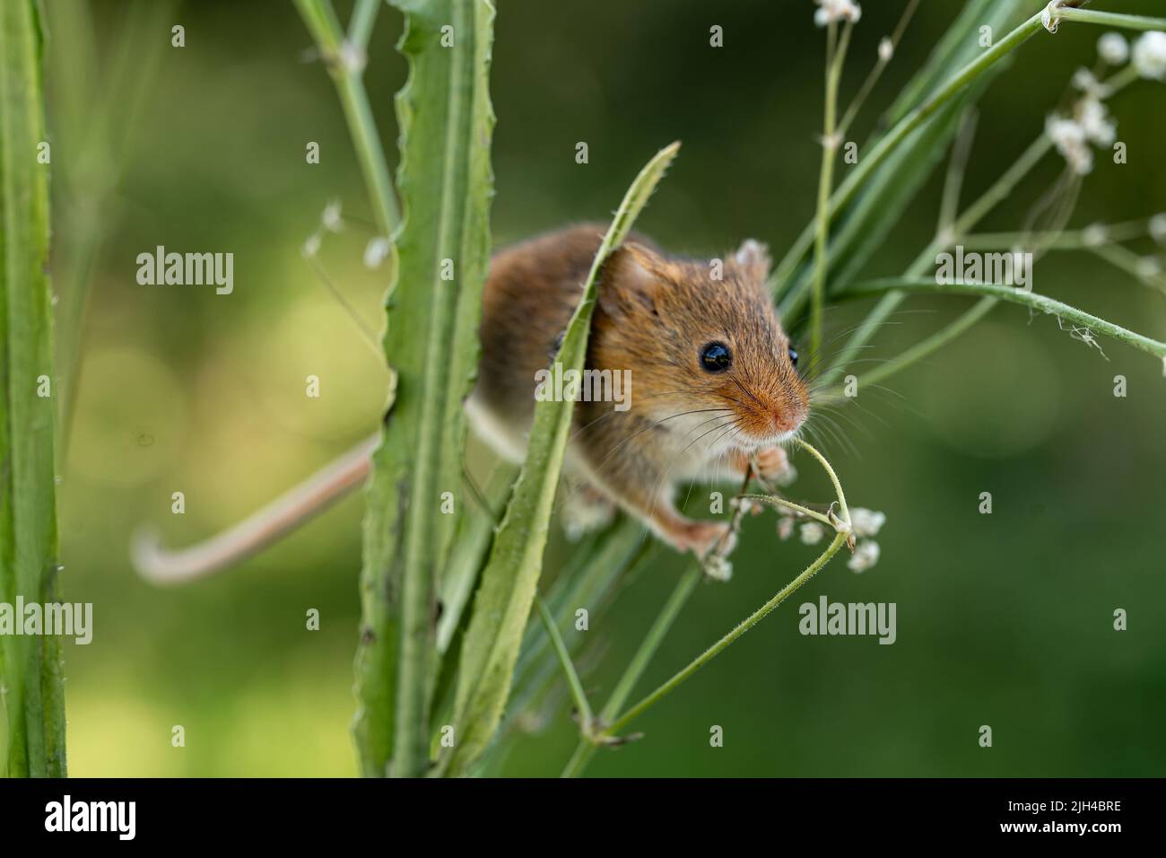 Eurasian Harvest Mouse (Micromys minutus) climbing plants, UK Stock ...