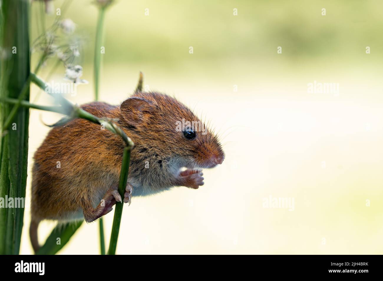 Eurasian Harvest Mouse (Micromys minutus) climbing plants, UK Stock ...