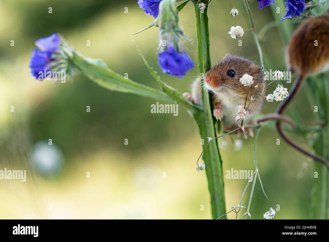 Eurasian Harvest Mouse (Micromys minutus) climbing plants including ...