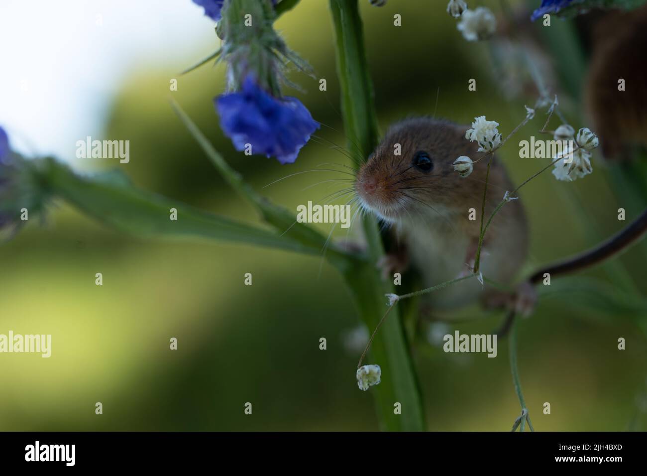 Eurasian Harvest Mouse (Micromys minutus) climbing plants including ...