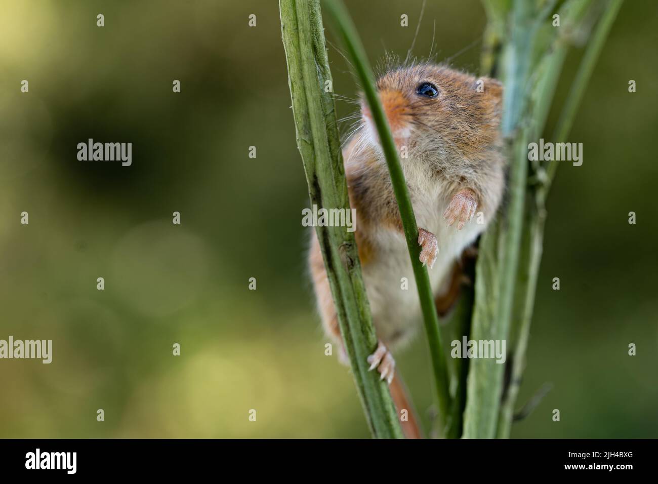 Eurasian Harvest Mouse (Micromys minutus) climbing plants, UK Stock ...