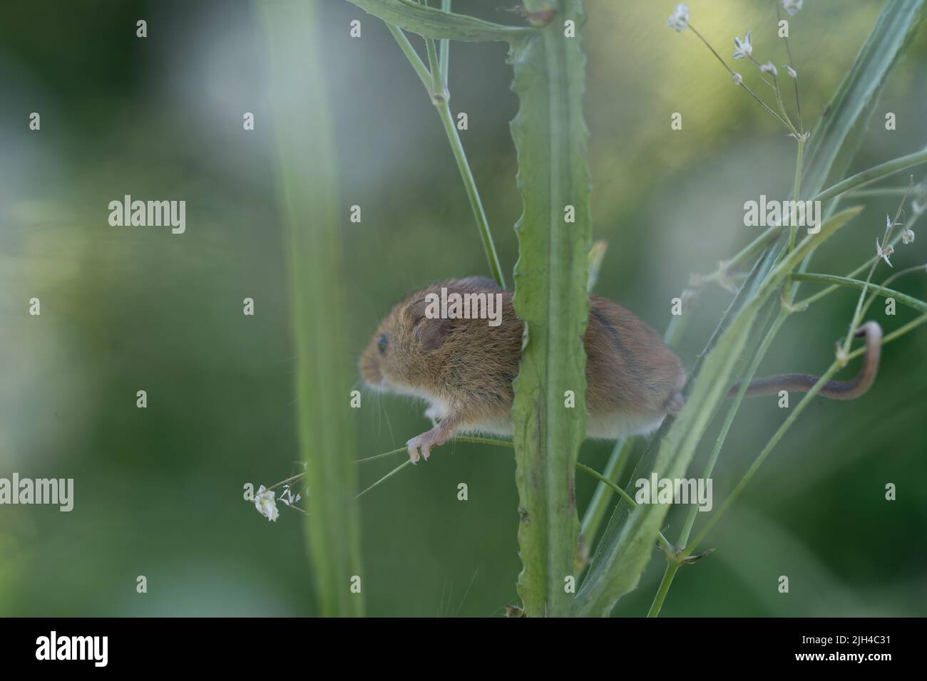 Eurasian Harvest Mouse (Micromys minutus) climbing plants, UK Stock ...