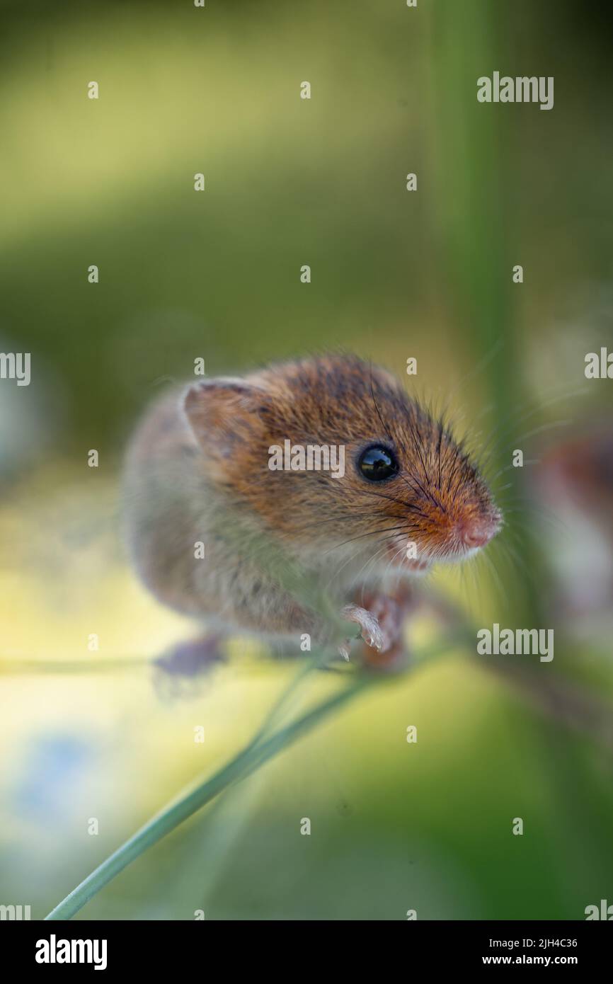 Eurasian Harvest Mouse (Micromys minutus) climbing plants, UK Stock ...
