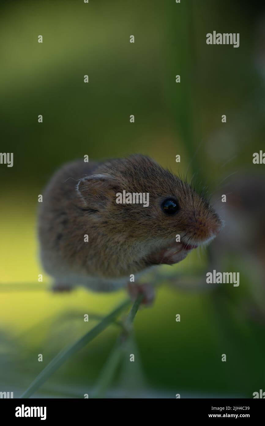 Eurasian Harvest Mouse (Micromys minutus) climbing plants, UK Stock ...