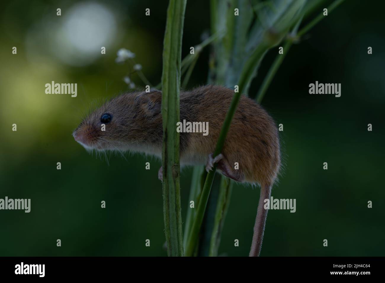 Eurasian Harvest Mouse (Micromys minutus) climbing plants, UK Stock ...