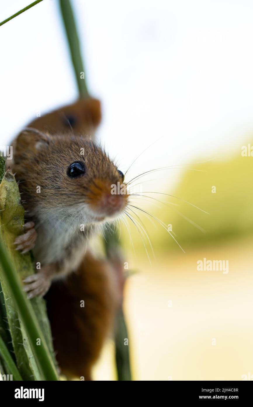 Eurasian Harvest Mouse (Micromys minutus) climbing plants, UK Stock ...