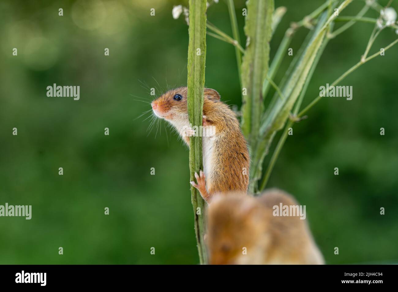 Eurasian Harvest Mouse (Micromys minutus) climbing plants, UK Stock ...