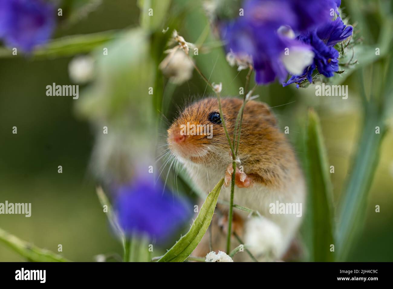 Eurasian Harvest Mouse (Micromys minutus) climbing plants including ...