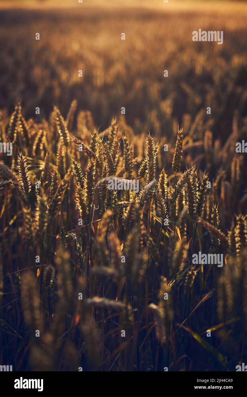 Gold grain hi-res stock photography and images - Alamy