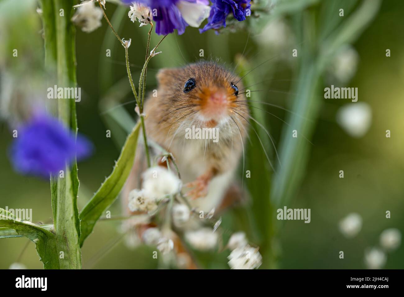 Eurasian Harvest Mouse (Micromys minutus) climbing plants including ...