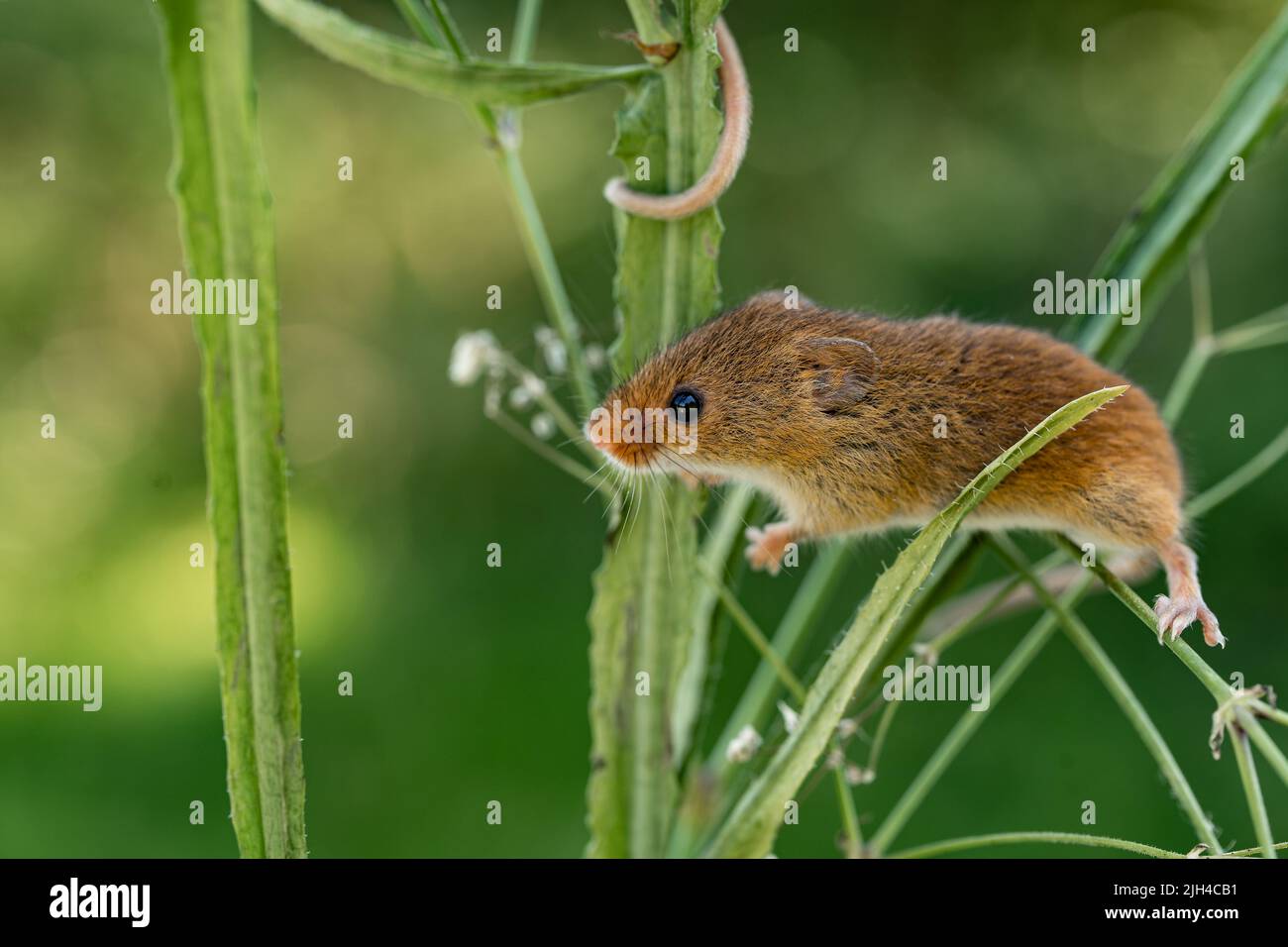Eurasian Harvest Mouse (Micromys minutus) climbing plants, UK Stock ...