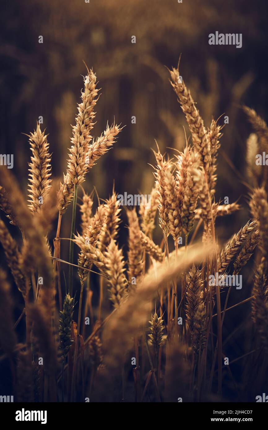 Wheat Crops in summer. High quality photo Stock Photo - Alamy