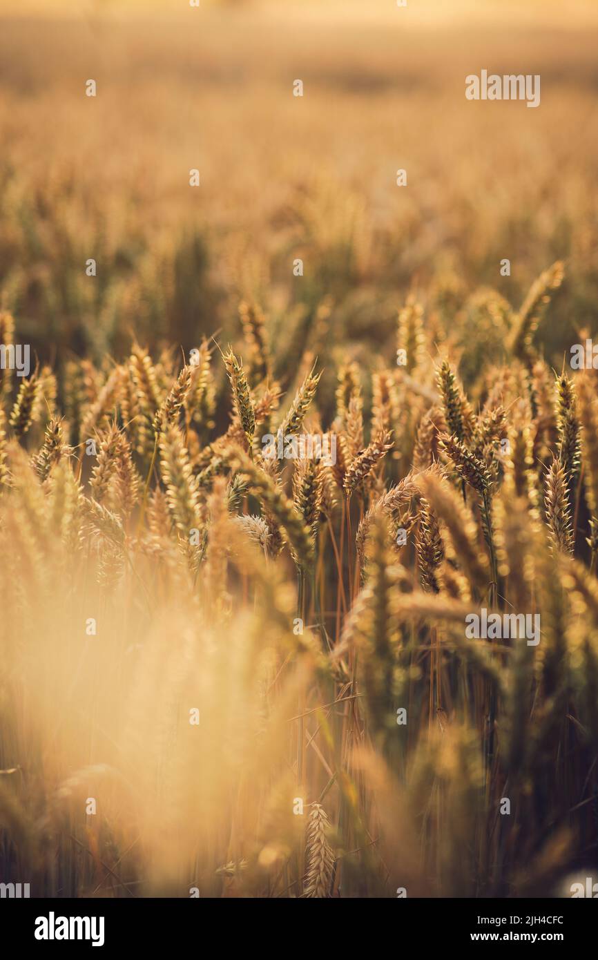 High depth field hi-res stock photography and images - Alamy