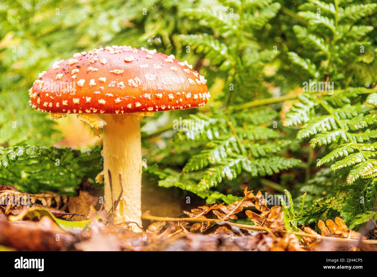 A wild mushroom growing in dense forest woodland. Often bright and ...