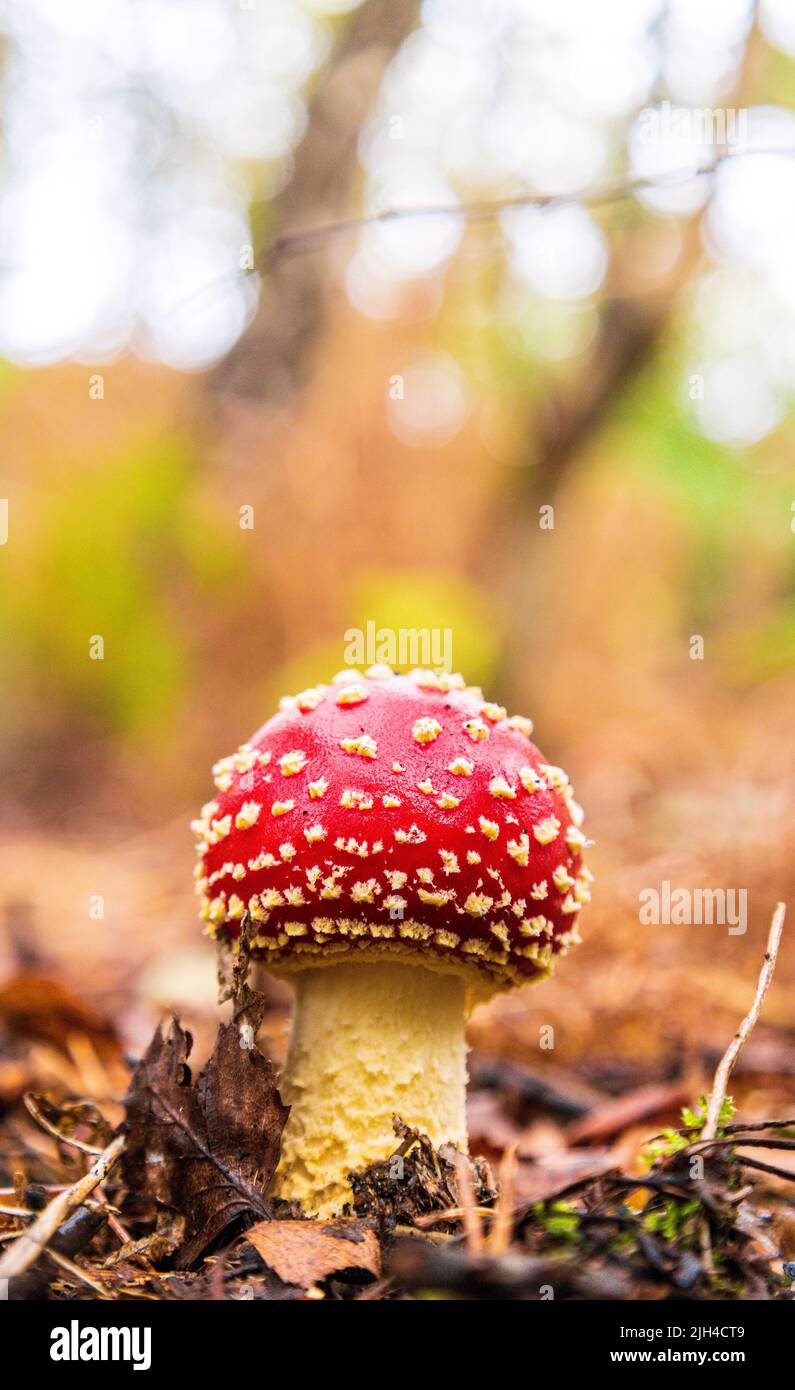 A wild mushroom growing in dense forest woodland. Often bright and ...