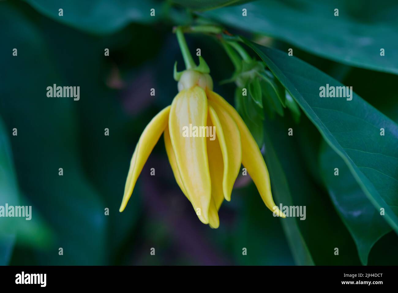 Climbing ilang ilang hi-res stock photography and images - Alamy