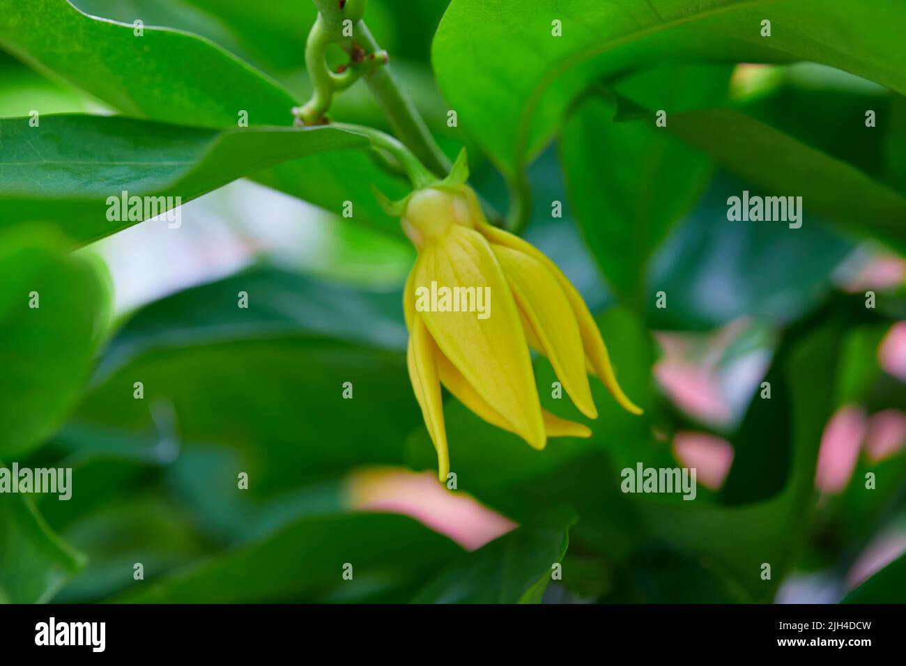 Ilang hi-res stock photography and images - Alamy