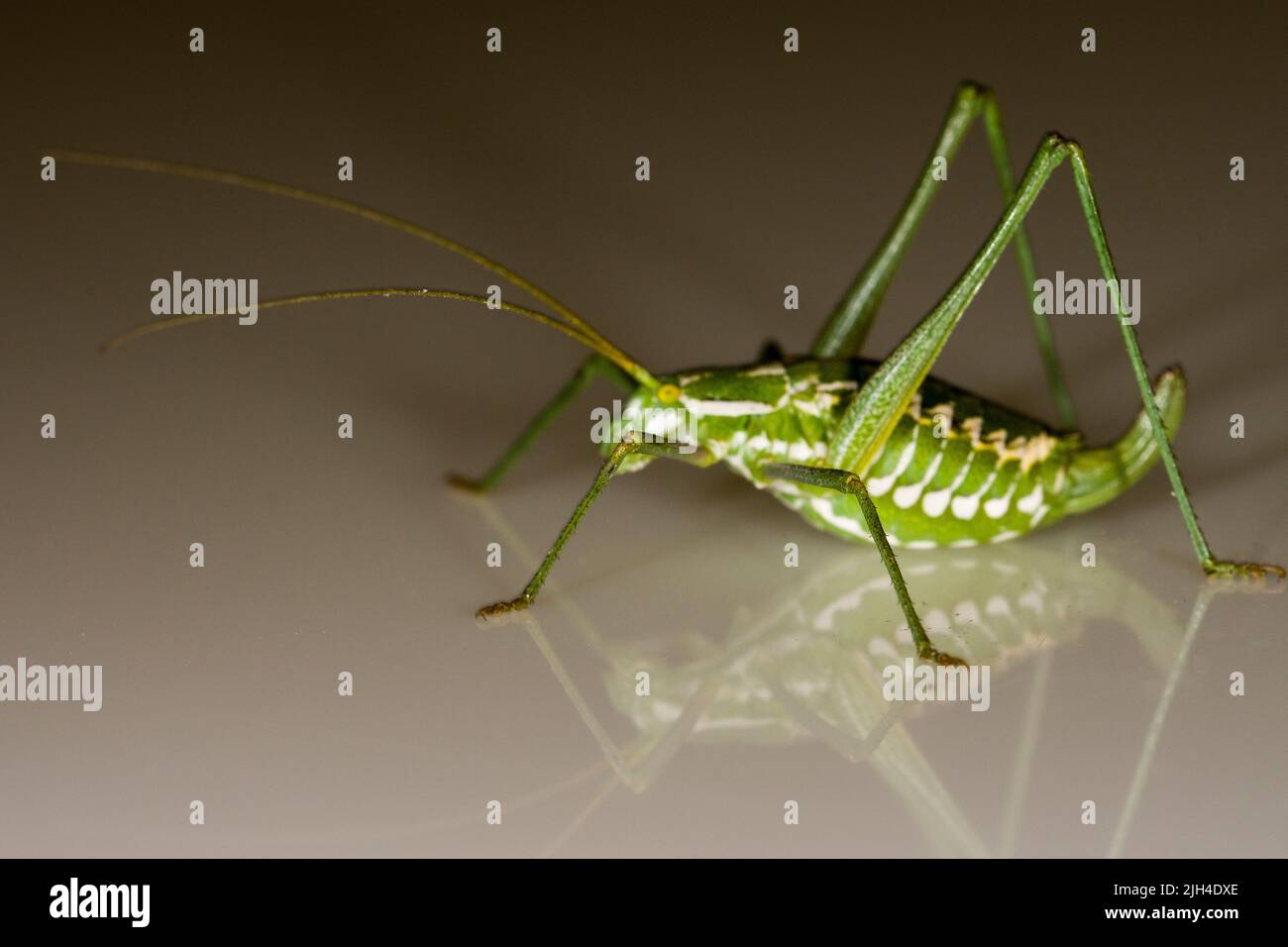 Odontura aspericauda, which belongs to the Phaneropteridae family Stock ...