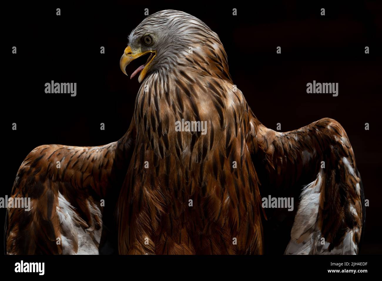Captive Red kite (Milvus Milvus) with its wings out warming in the sun ...