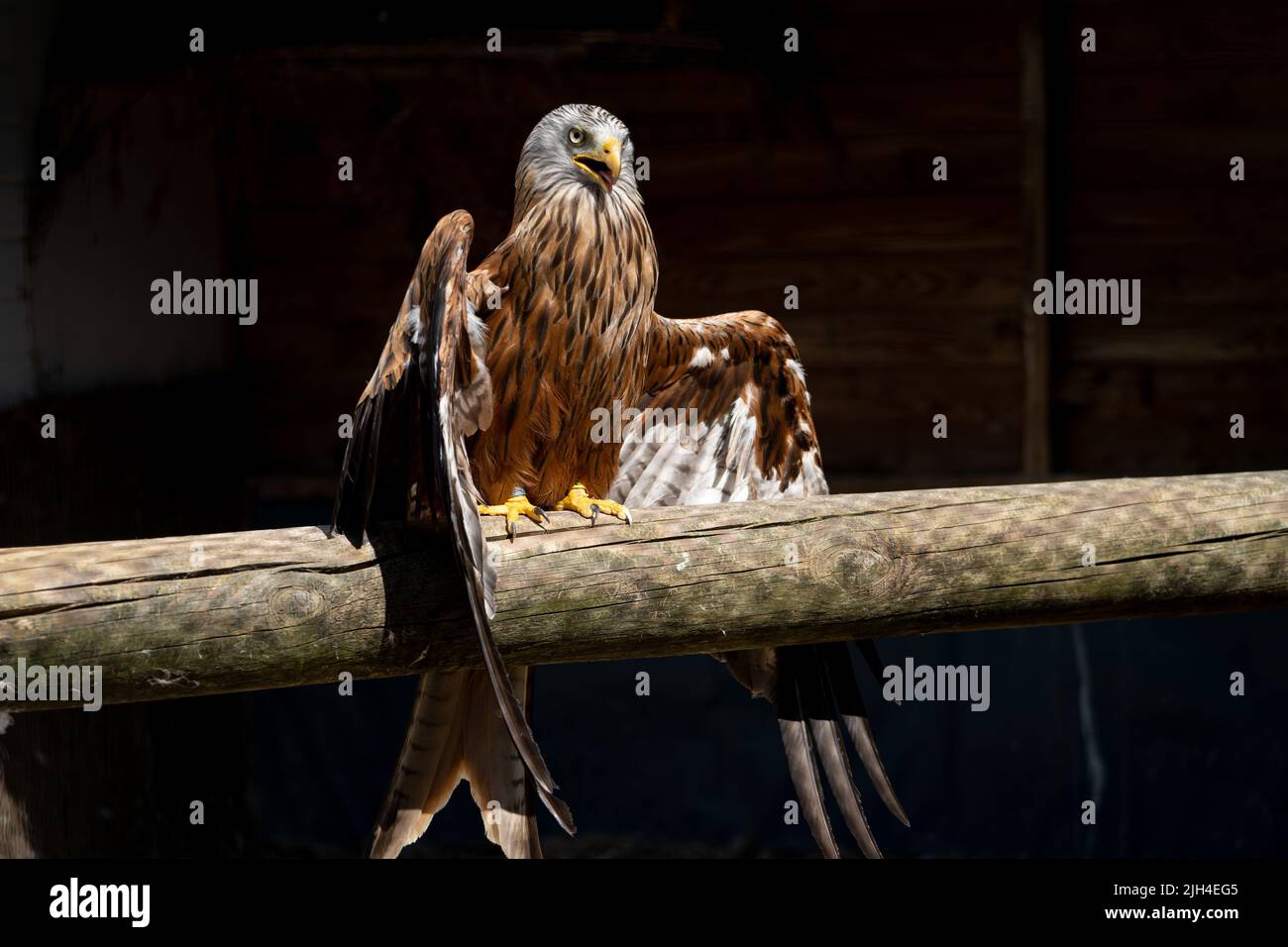 Captive Red kite (Milvus Milvus) with its wings out warming in the sun ...
