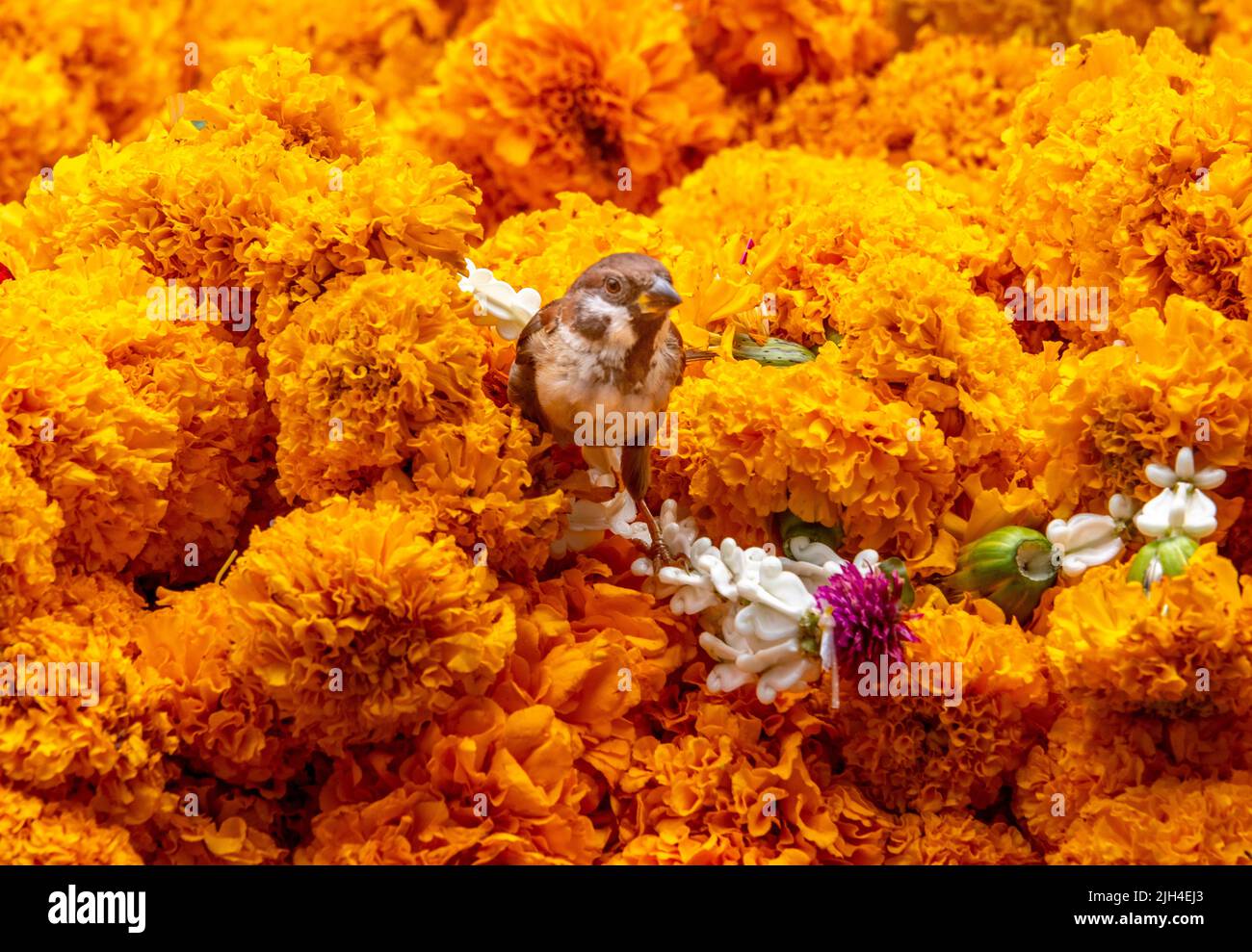 A small bird on marigold garlands at the Erawan Hindu Shrine in Bangkok ...