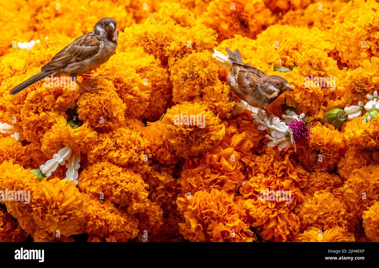 Small birds on marigold garlands at the Erawan Hindu Shrine in Bangkok ...