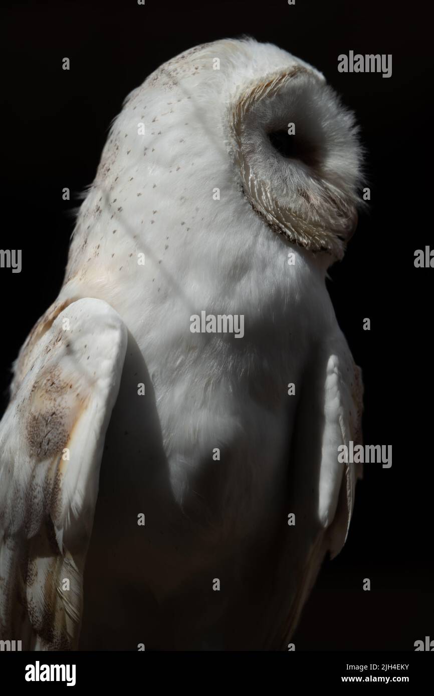 Barn owl portrait showing distinctive white facial disc and feathers ...