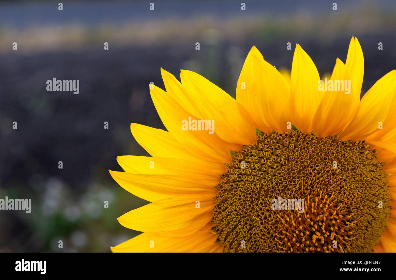 Field sunflowers one beautiful flower hi-res stock photography and ...