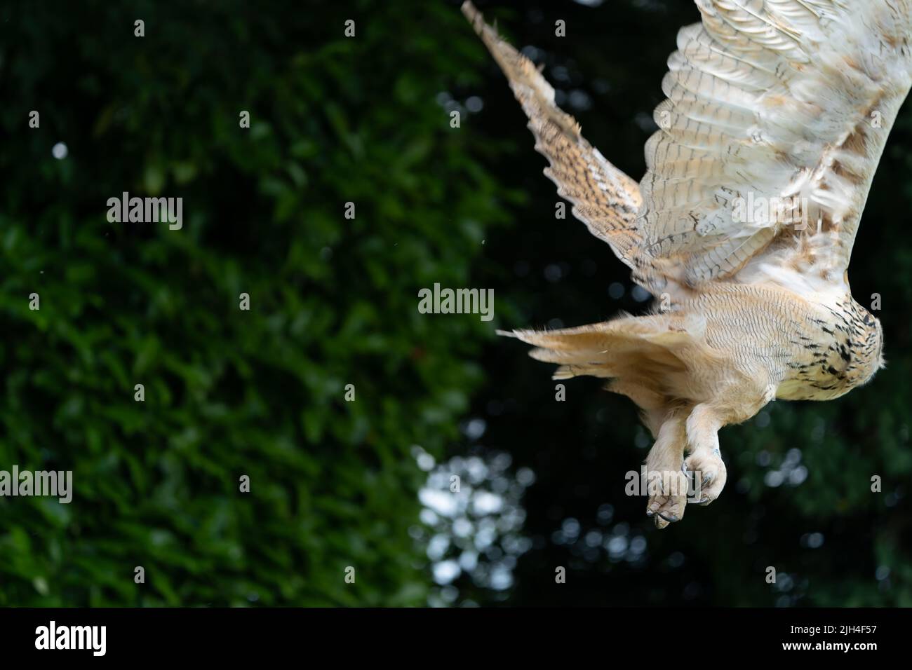 Barn owl in flight with wings spread and talons extended hunting over ...