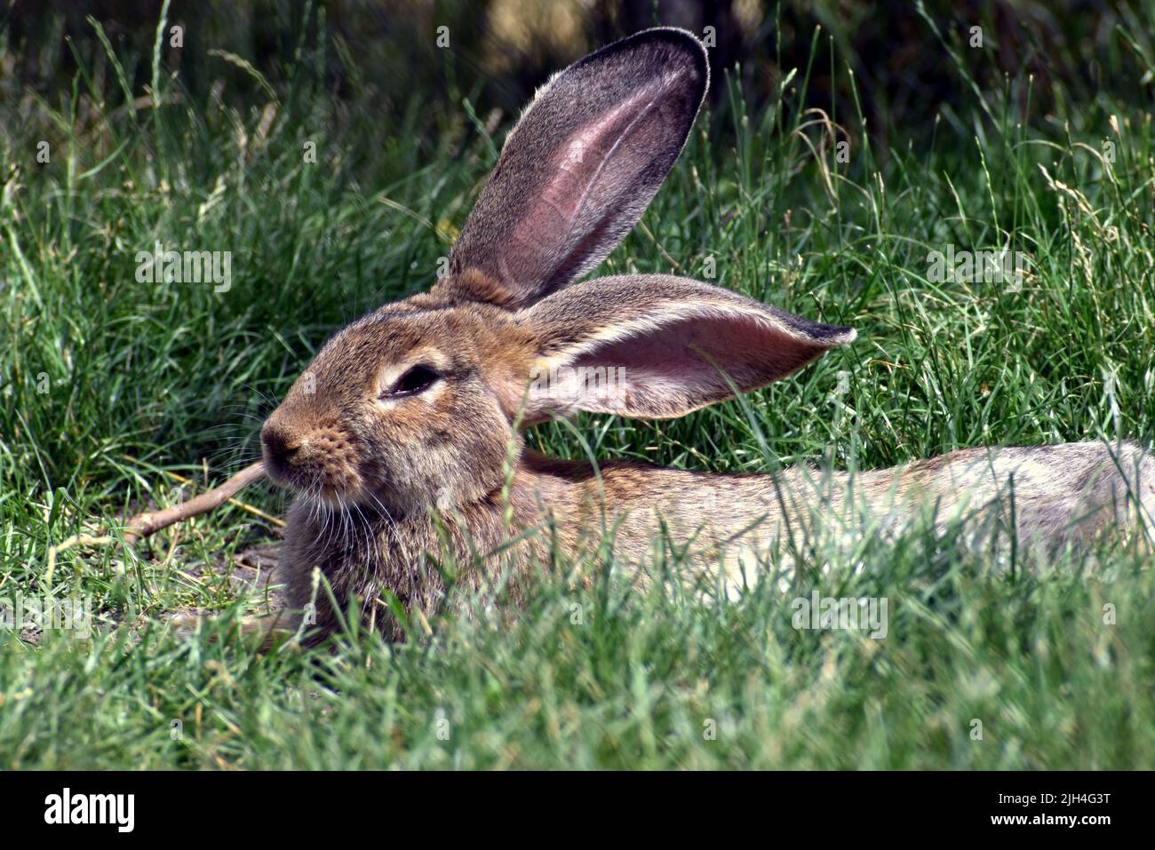Long eared rabbit hi-res stock photography and images - Alamy