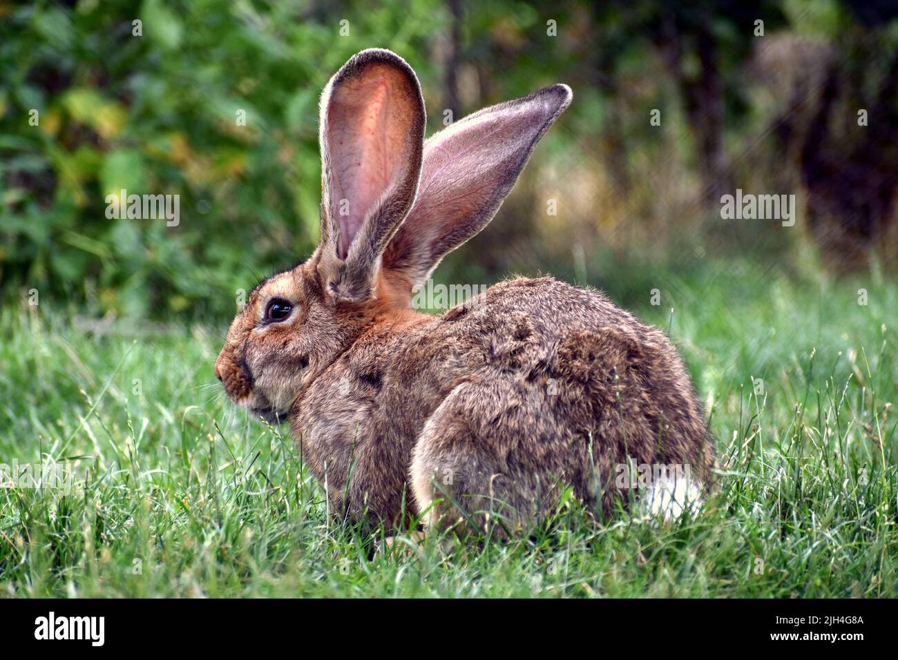 Close-up shot of long eared brown rabbit sitting in green grass Stock ...
