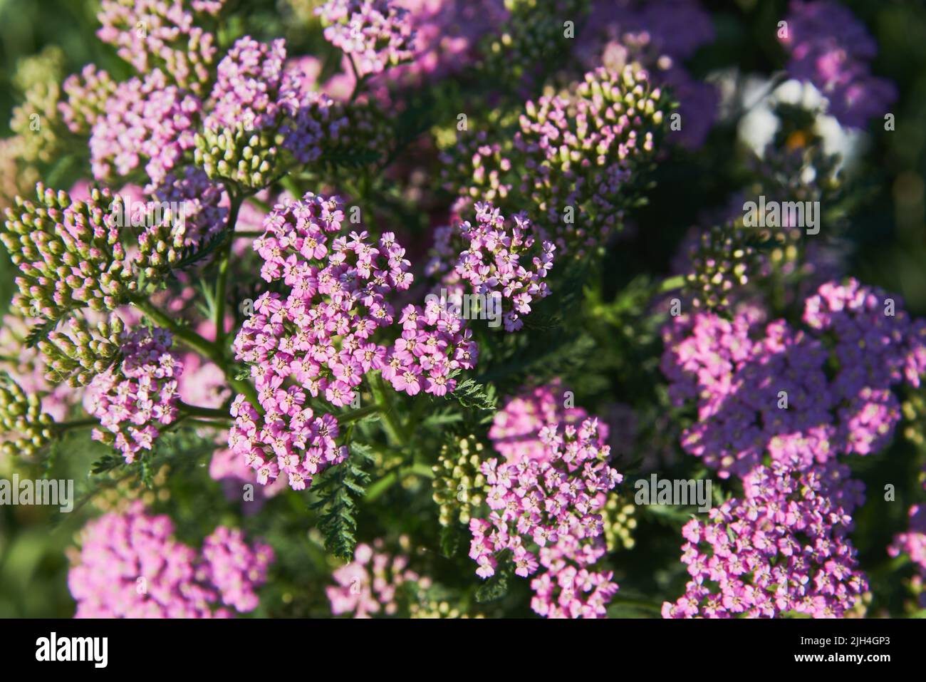 Bright pink yarrow on a dark blurry background. Medicinal flowering ...