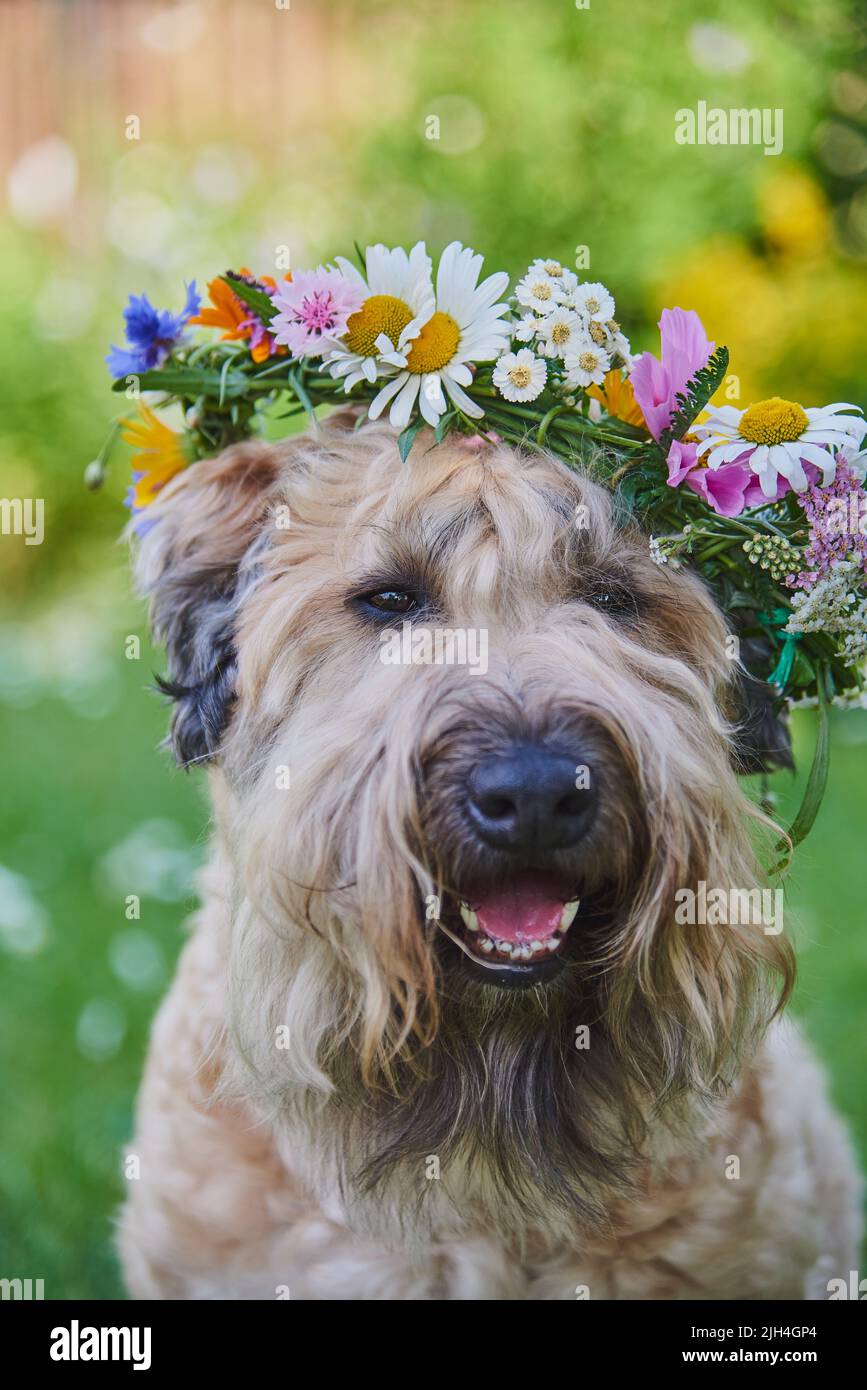 Fluffy Dog of the Irish soft coated wheaten terrier breed in a wreath ...