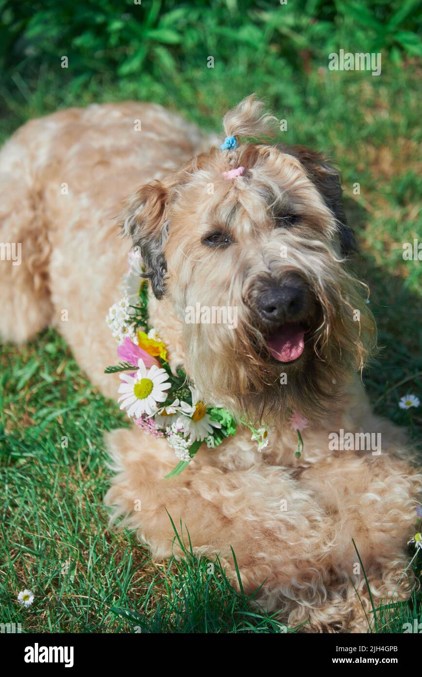 Fluffy Dog of the Irish soft coated wheaten terrier breed in a wreath ...