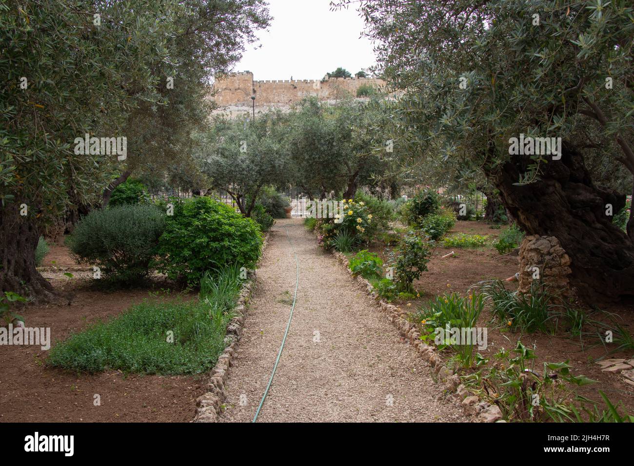The ancient Garden of Gethsemane in Holy Jerusalem. Branched olive ...
