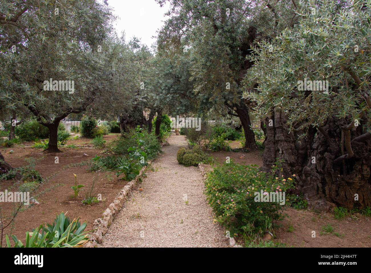 The ancient Garden of Gethsemane in Holy Jerusalem. Branched olive ...