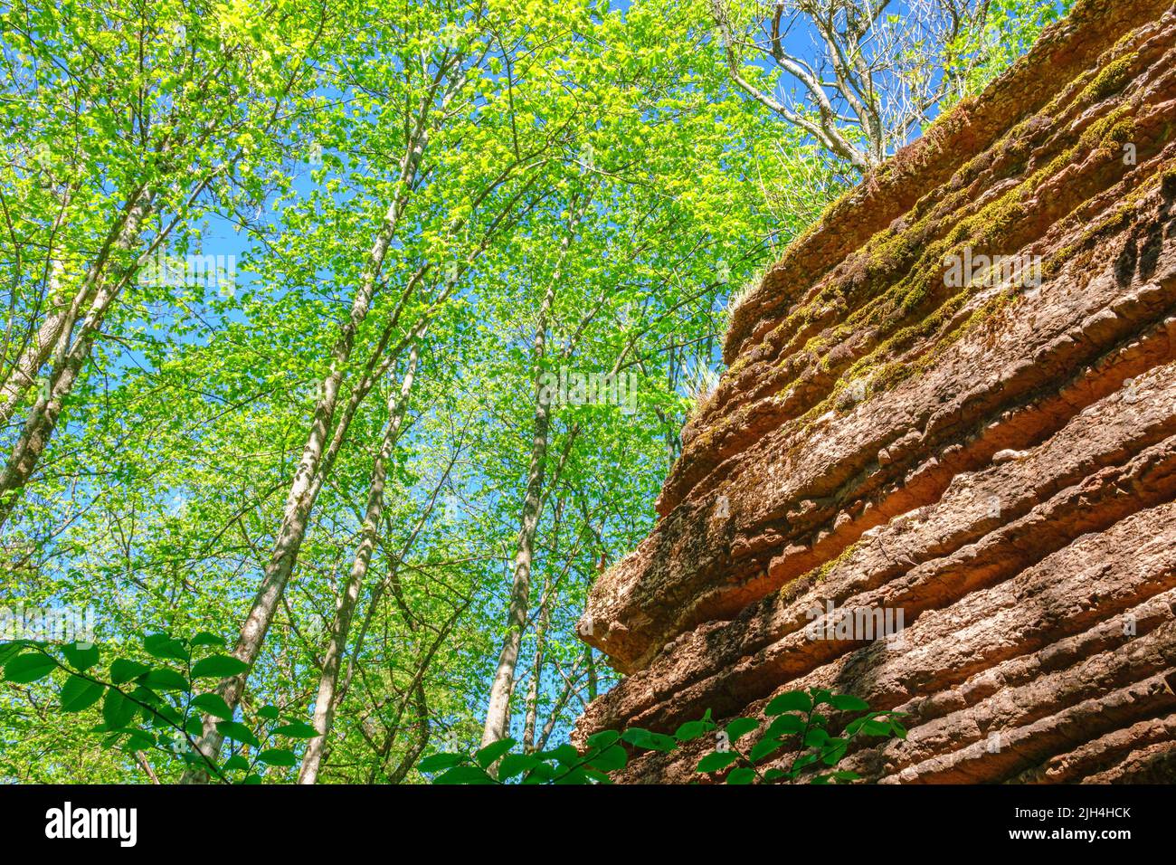 Lush forest on rock hi-res stock photography and images - Alamy