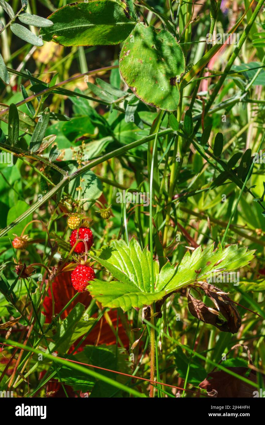 Fruit growing meadow hi-res stock photography and images - Alamy