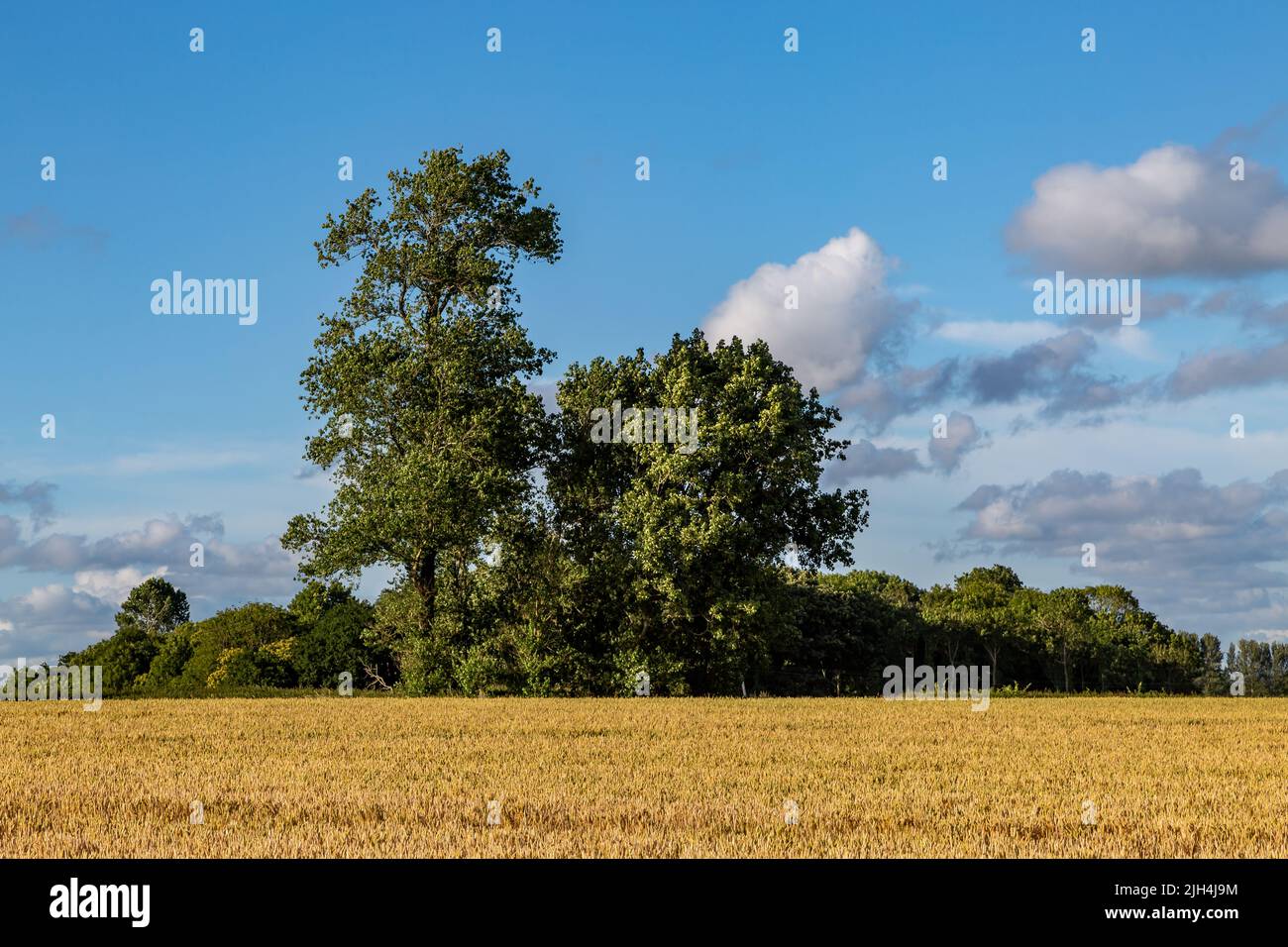 Trees behind a field of cereal crops on a summer's day Stock Photo - Alamy