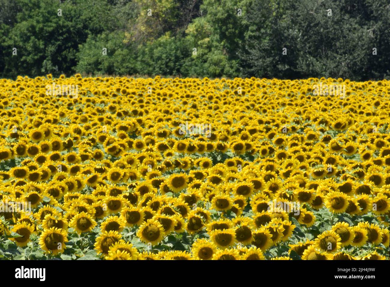 Sunflower flower field hi-res stock photography and images - Alamy